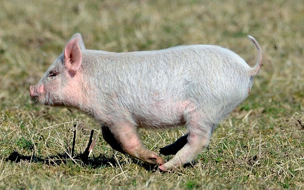 Derrkuci i cili mendon që është dele (Video) - Gazeta Online INSAJDERI