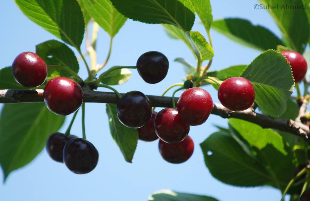 Qershia, vlerat kuruese dhe ushqyese të saj - Gazeta Online INSAJDERI