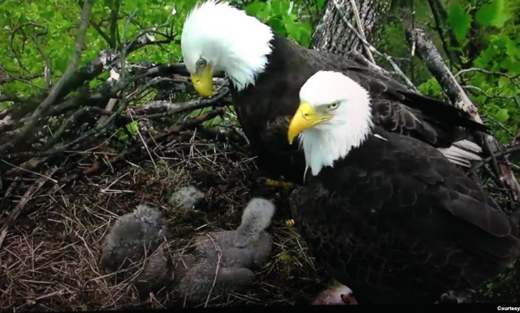 Zogjtë e shqiponjës amerikane emërohen Liri dhe Çlirim - Gazeta Online ...
