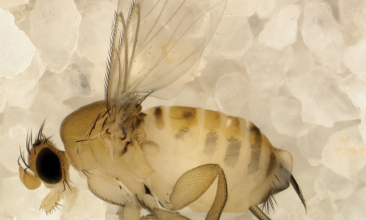 Bletët po kthehen në ‘zombi’ - Gazeta Online INSAJDERI