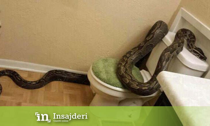 Gruaja tmerrohet pasi gjen gjarprin tre metra e gjysmë në shtëpi ... Gruaja tmerrohet pasi gjen gjarprin tre metra e gjysmë në shtëpi ...