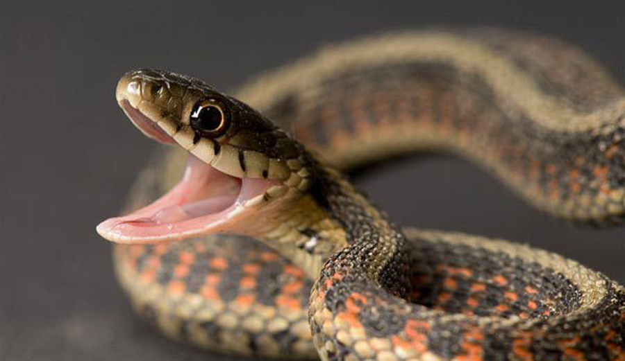 Ndodh edhe kjo: Gjarpri kafshon burrin, burri kafshon gjarprin - Gazeta ...