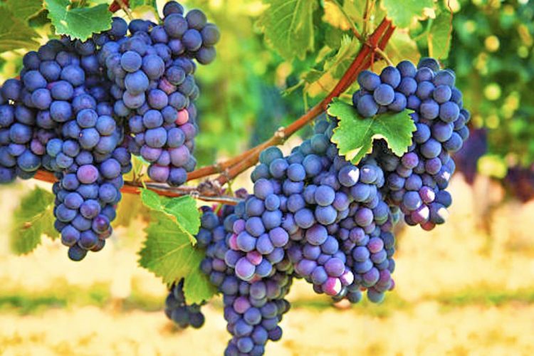 Rrushi me erë është fruti që nuk duhet të mungojë në rutinën tuaj ...